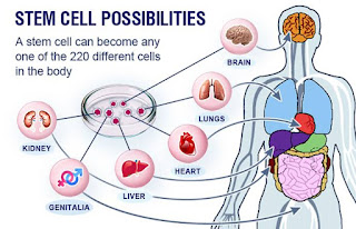 Stem cells have the ability to do the following: