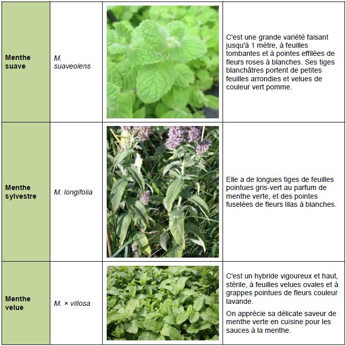 Breuillet Nature: Tout savoir sur les Menthes