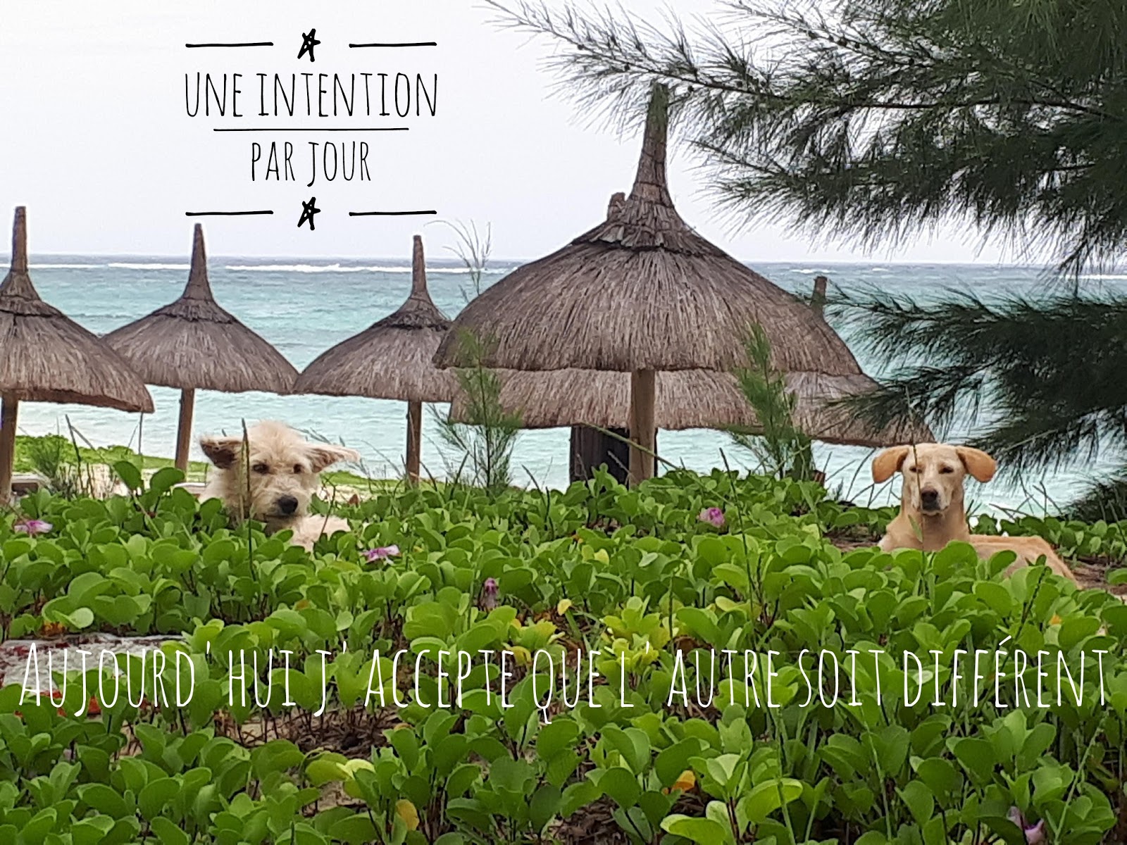 Le blog d'une intention par jour : Aujourd'hui, j'accepte que l'autre ...