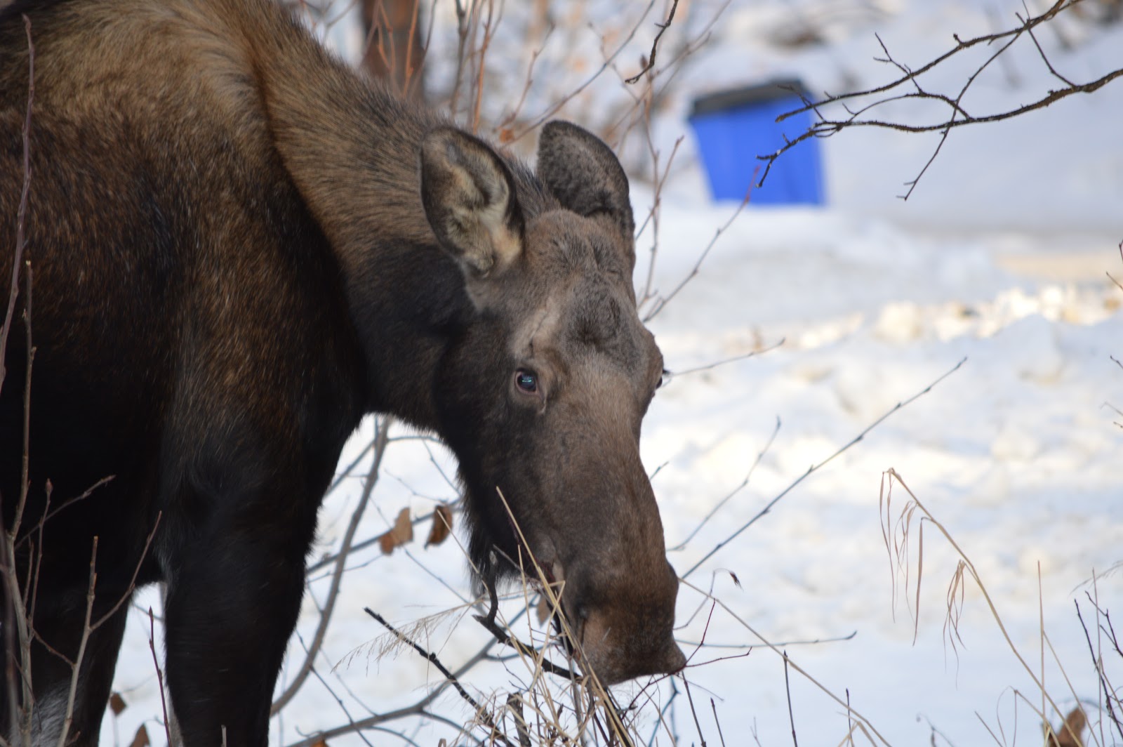 Courageous Joy: Moose at Play