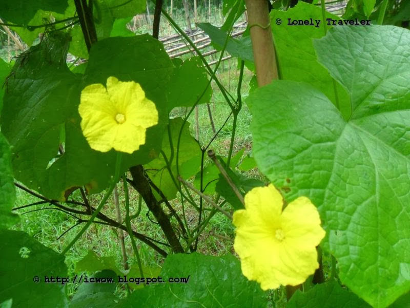 Jhinga Ful(ঝিঙে ফুল) - Luffa acutangula