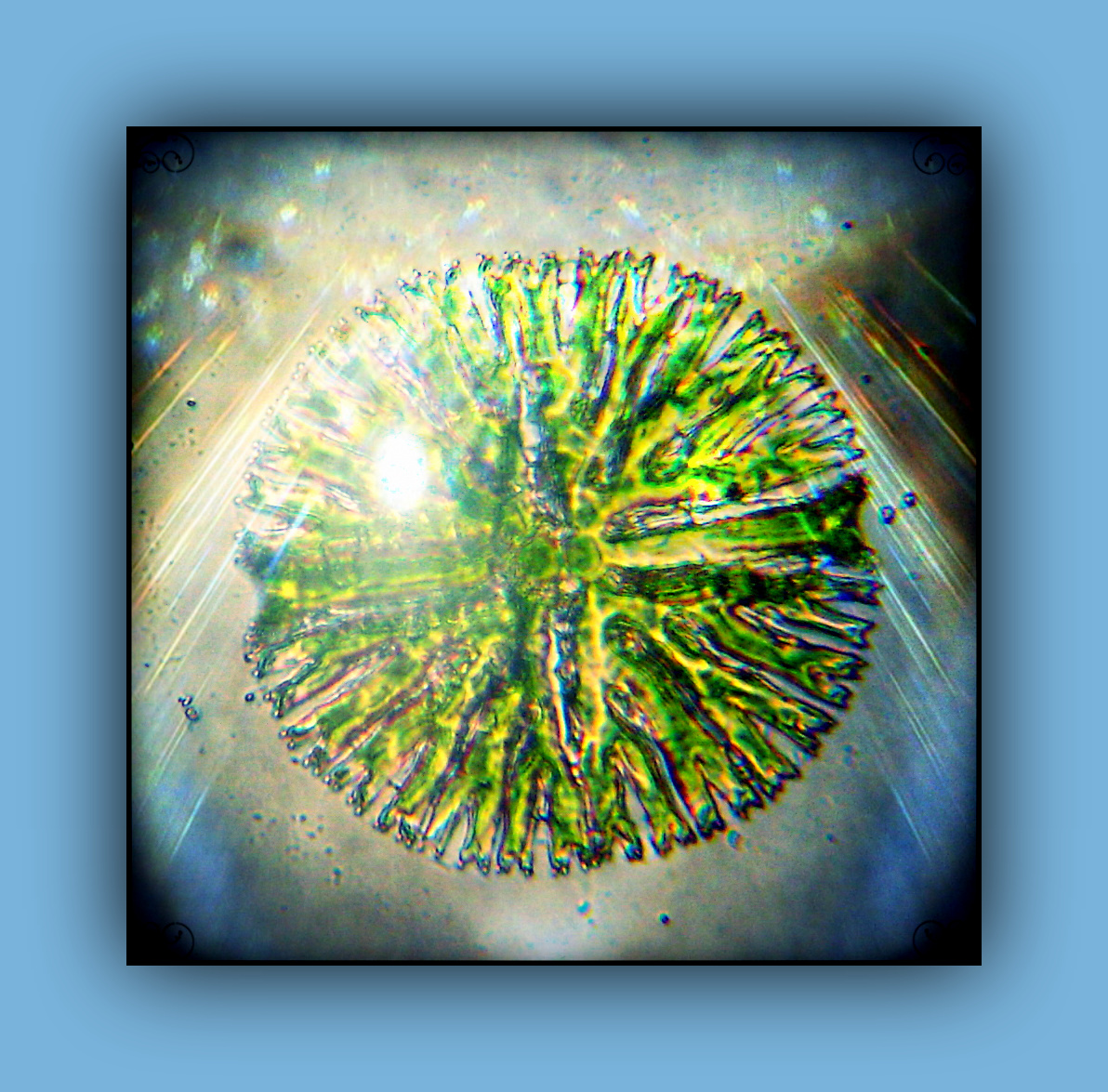 Cultivo de Microalgas em Fotobiorreatores: Radiosa... Micrasterias...