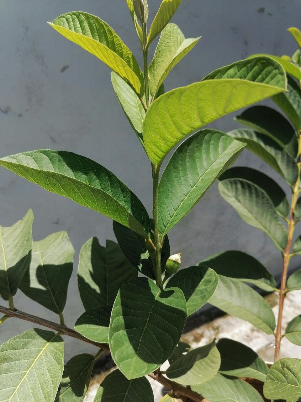 Anak pokok buah: Pokok Jambu Batu Seedless Hybrid Berbuah Dalam Pasu ...