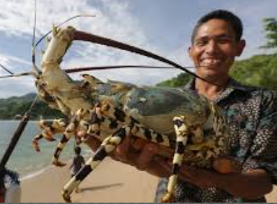 Mengenal Lobster Air Laut Dan Cara Budidayanya | IKAN DAN LAUT