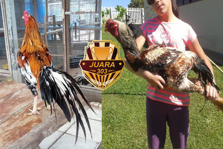 Struktur Ayam Laga Terbaik - Ayam Shamo Super dan Ayam Birma Super ...