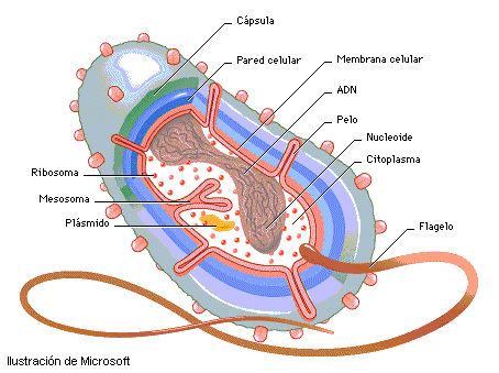 CMC & FyQ: Las bacterias