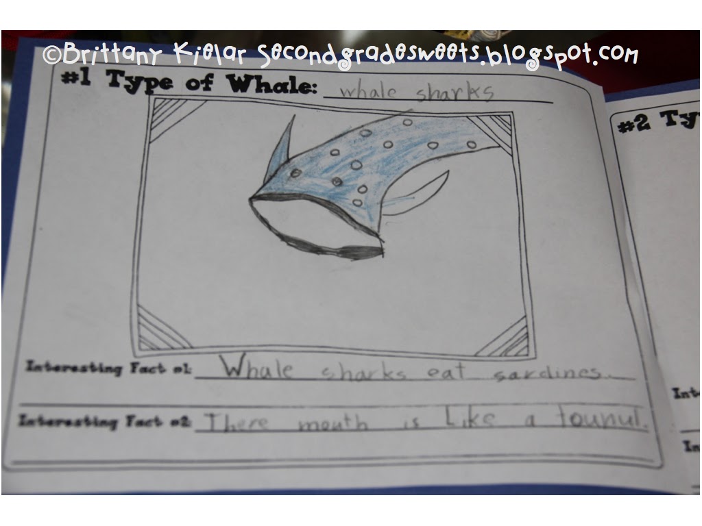 Sweet Seconds: Frames, Oceans, and Vertebrates