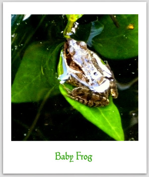 Gardensnaps: Baby Frog