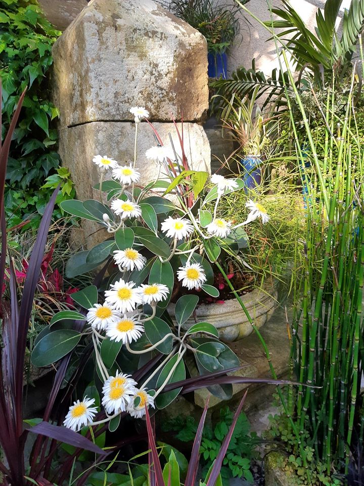 floraison la Marguerite de Nouvelle-Zélande (Pachystegia insignis)