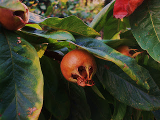 A Portrait of the Artisan: Bletting the medlars