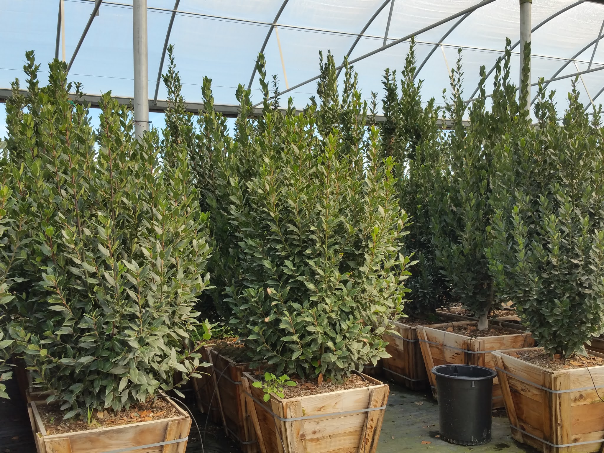 Recent Plant Photos at Western Tree Nursery: Evergreen Trees for ...