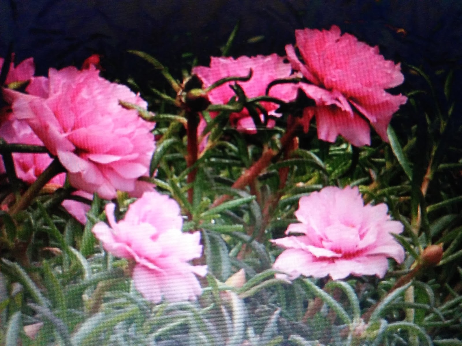 Fuziah Sulaiman blog: Jom Kenali Flora ROS JEPUN- Portulaca grandiflora ...