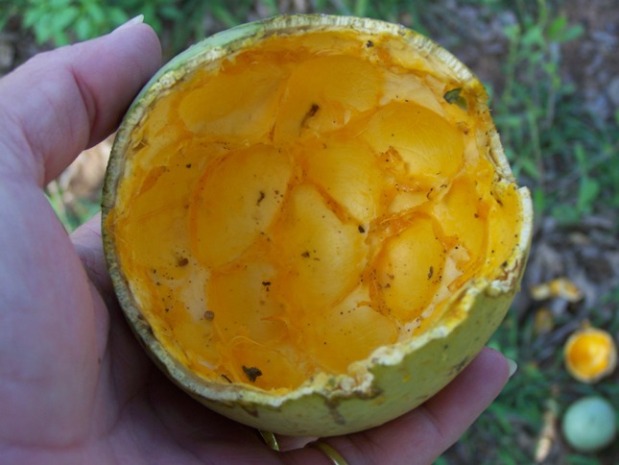 Natures World of Wonder: Black Monkey Orange (Strychnos madagascariensis)