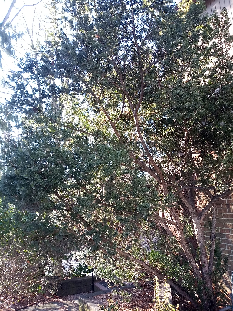 Future Plants by Randy Stewart: Yews - The Taxus Family