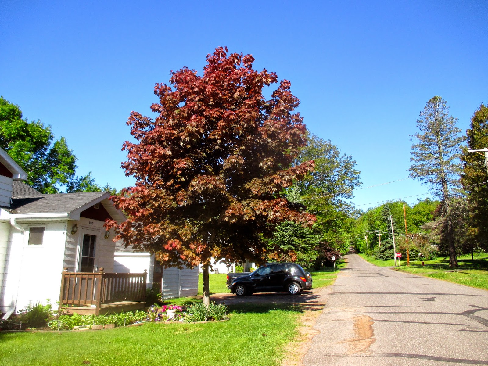 Art's Bayfield Almanac: RED MAPLE CONFUSION