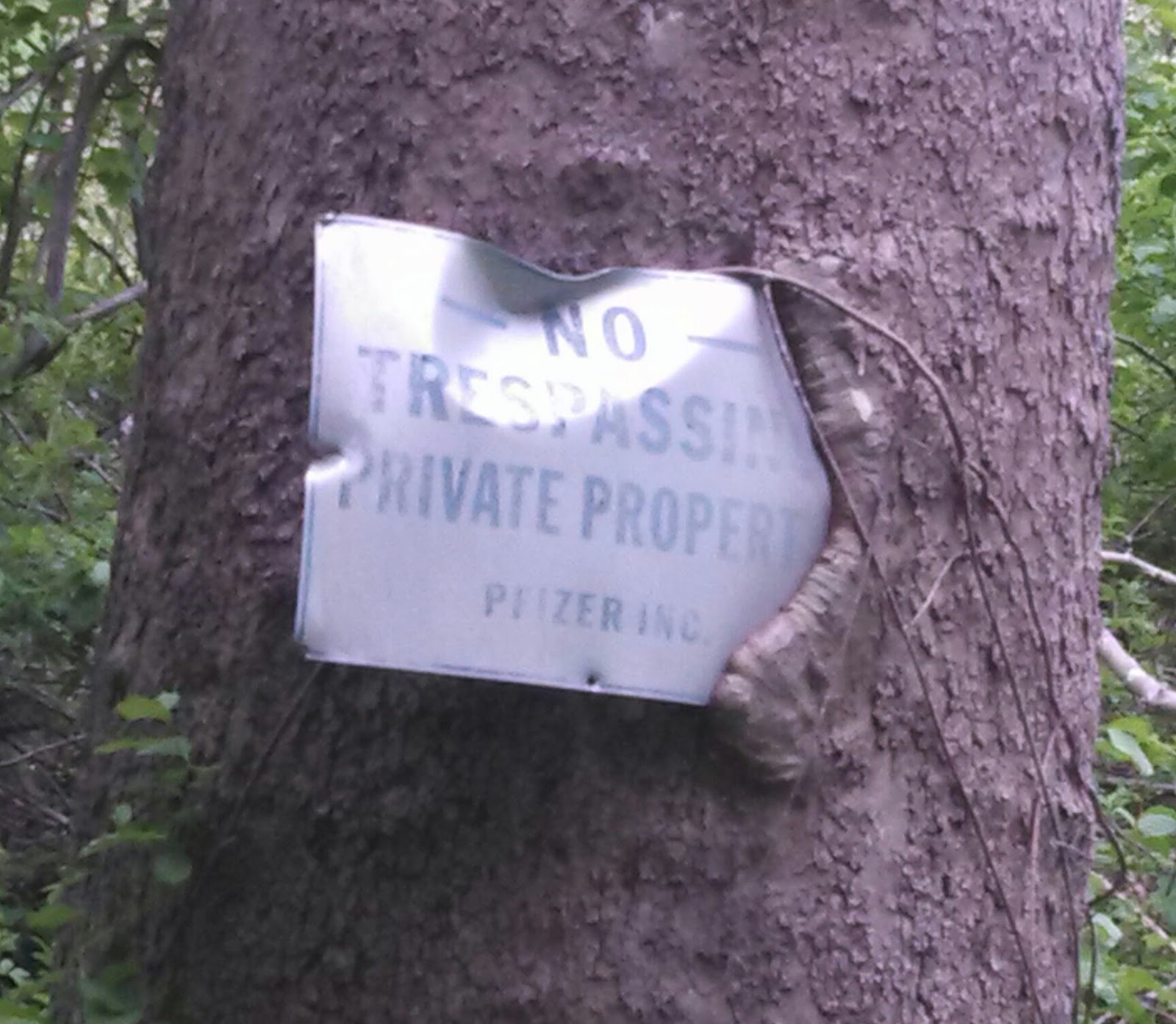 The Intrepid Piscator: When Trees Eat Signs 8