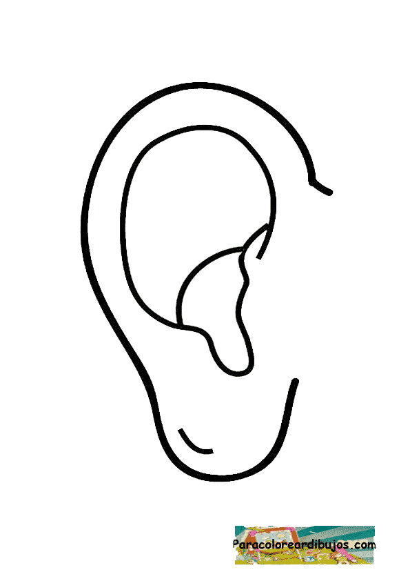 Imagenes De Una Oreja Para Colorear Dibujo Para Color - vrogue.co