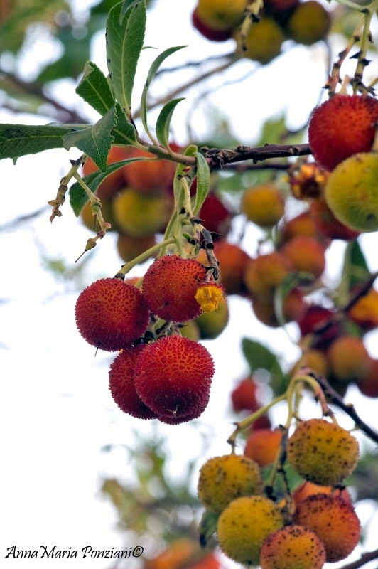 cianfrusaglie preziose: Frutti autunnali toscani