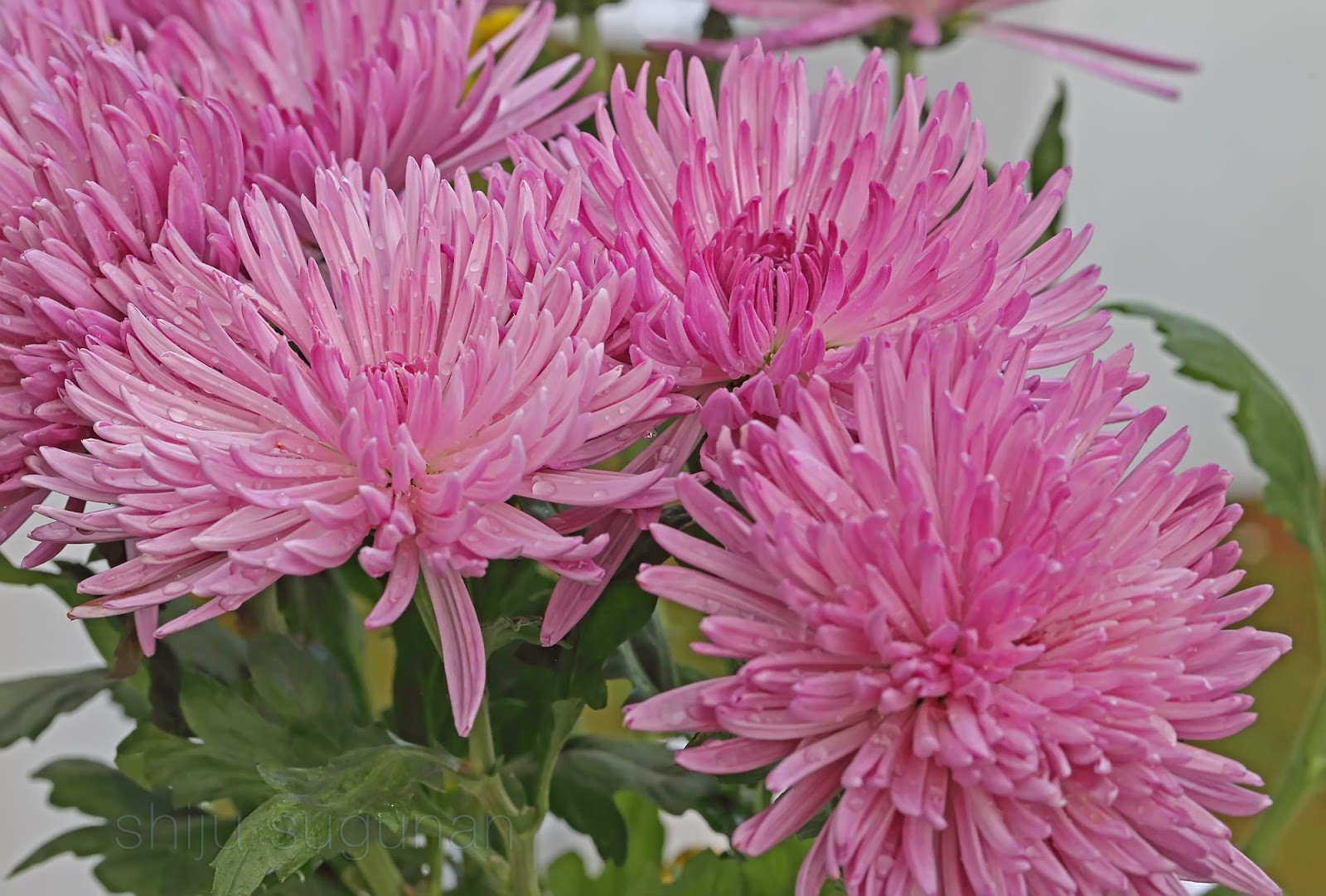 Cranium Bolts: Lalbagh flower show 2020