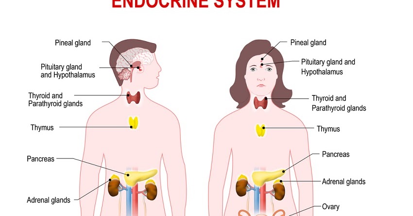 A closer look at the Endocrine system