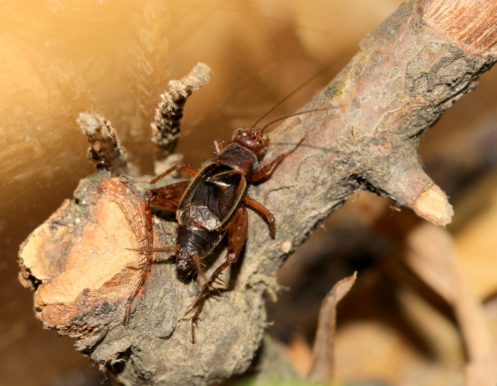 Listening in Nature: Sparkling or Tinkling?