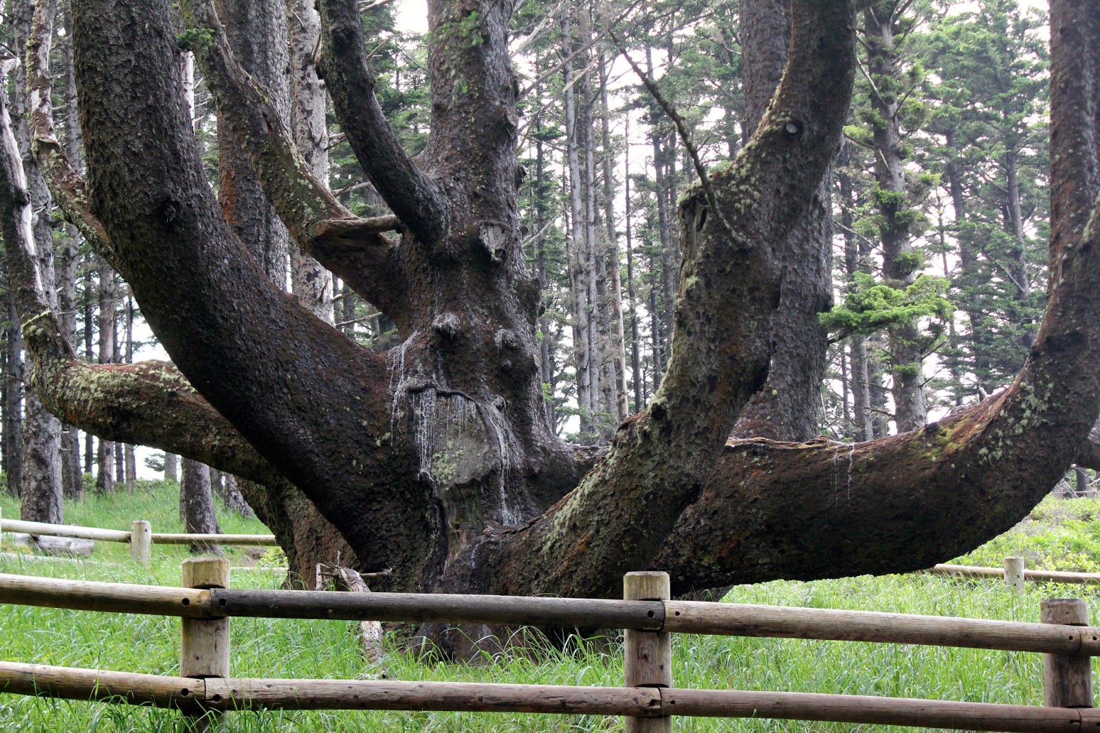 Oregon Coast – Where Trees Meet Seas | Motherhood and More