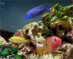 Démarrer un Aquarium et choix des Poissons d' eau chaude: Photos de la ...