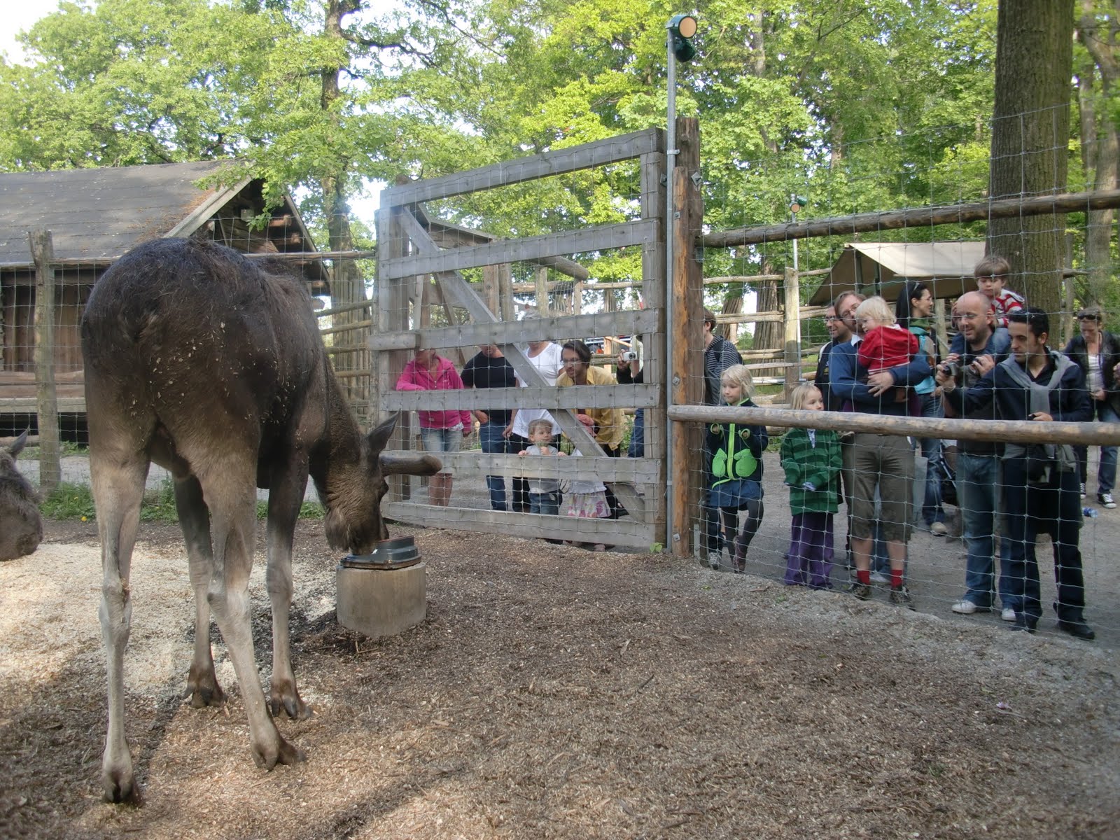 London to Stockholm: Sunday Stockholm Skansen Zoo Animals Park
