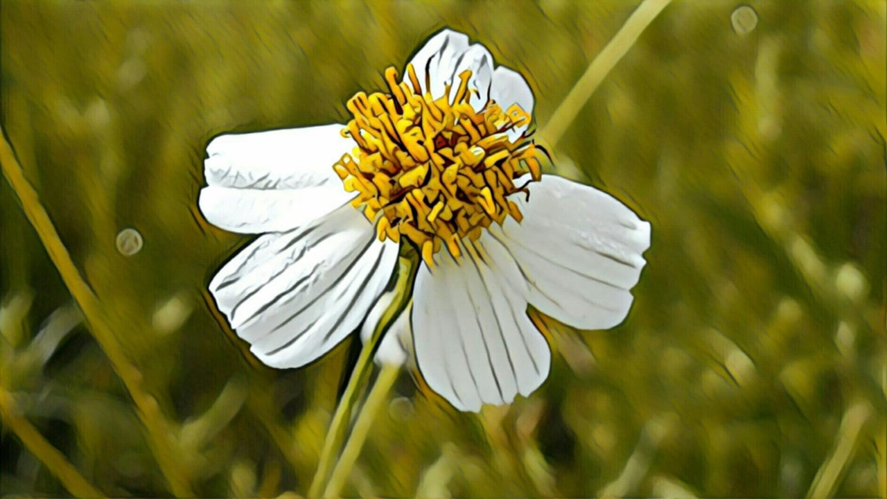 Aceitilla | Bidens Aurea ¿Para Que Sirve?