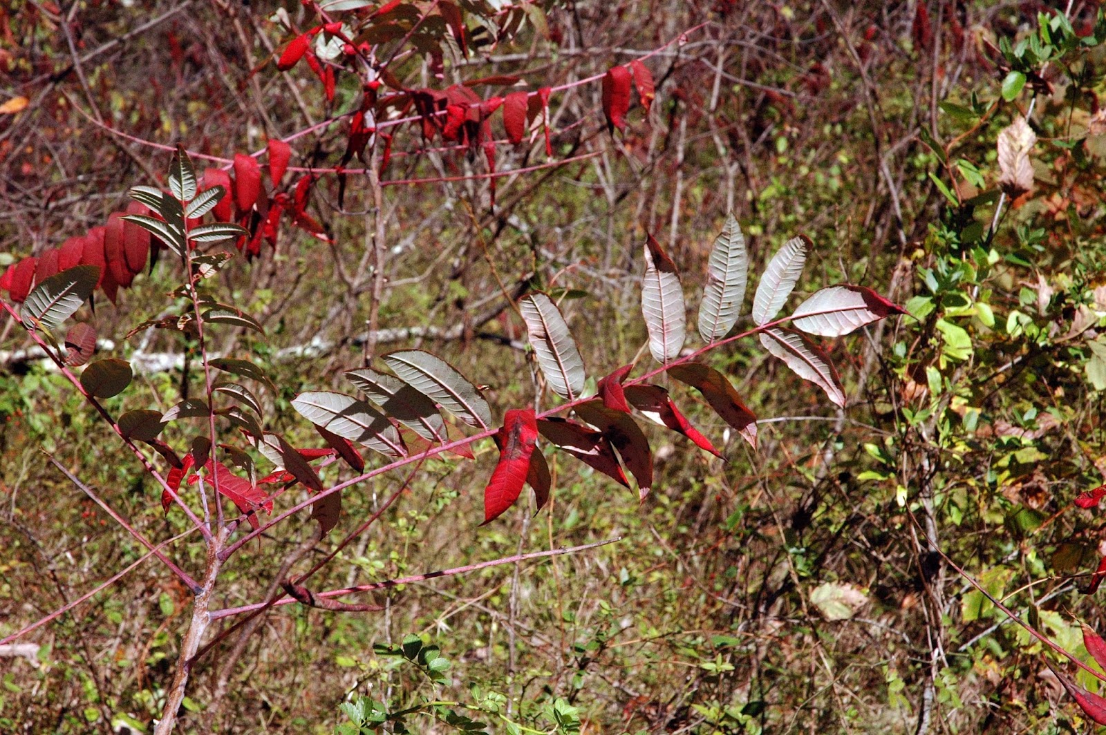 Field Biology in Southeastern Ohio: Sumacs of Ohio