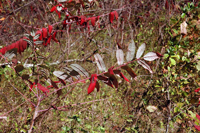 Field Biology in Southeastern Ohio: Sumacs of Ohio