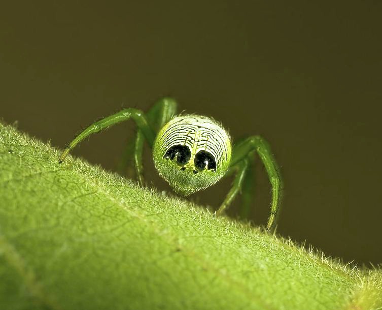 Alien Butt Spider Conquers Earth, Lives in Silk Leaf Huts