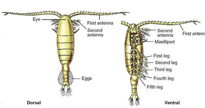 Amphipodes e/ou Copepodes: Eles podem coexistir pacificamente ...