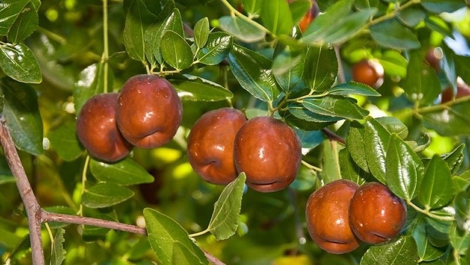 Remèdes et médecine douce: PHARMACOPEE TRADITIONNELLE MAROCAINE : LE ...