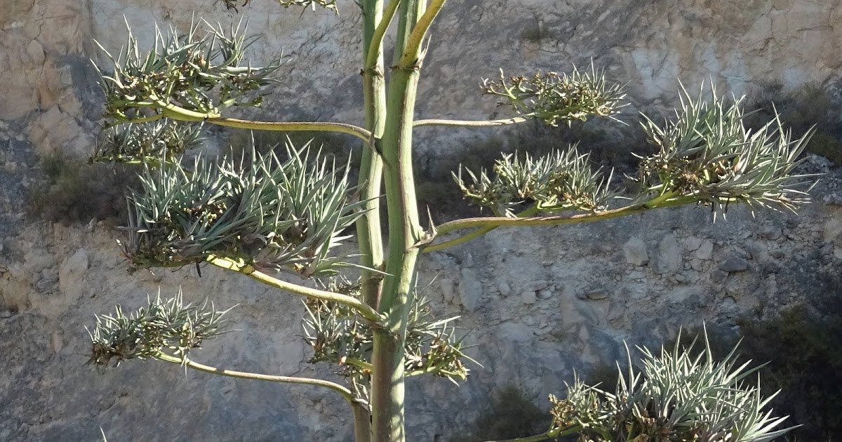 HERBARIO VIRTUAL DE BANYERES DE MARIOLA Y ALICANTE: Agave sisalana ...