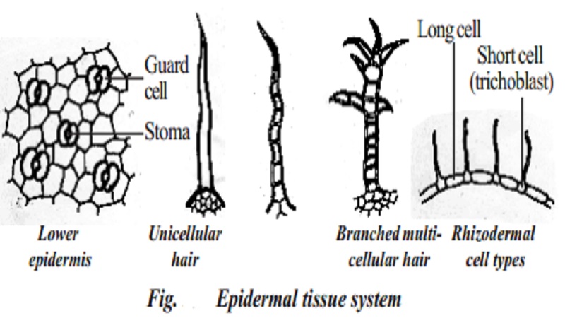 Epidermal Trichomes:
