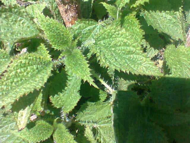 Kandali (Nettle)