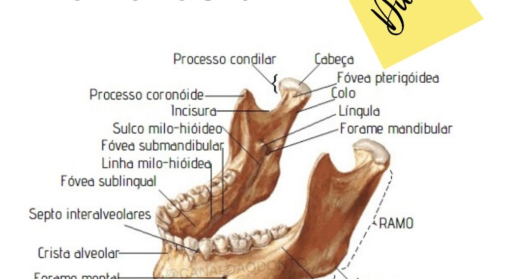 Canal da Odonto: ANATOMIA ÓSSEA DA MANDÍBULA
