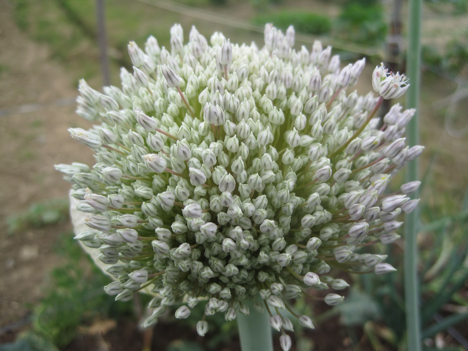 From Seed to Scrumptious: Leek Scapes
