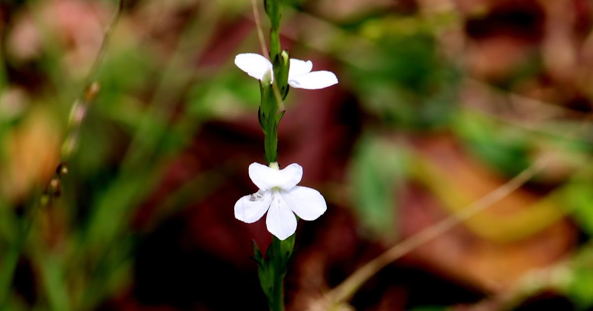Striga densiflora