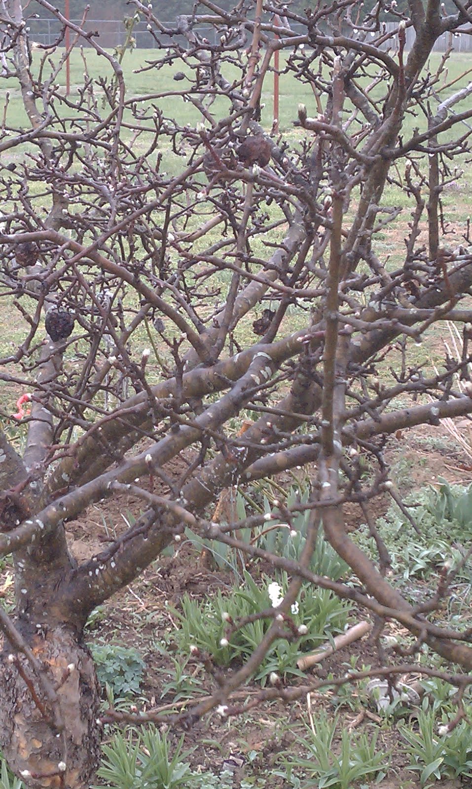 A New Fine Question: Plum, Pussy Willow, Apple