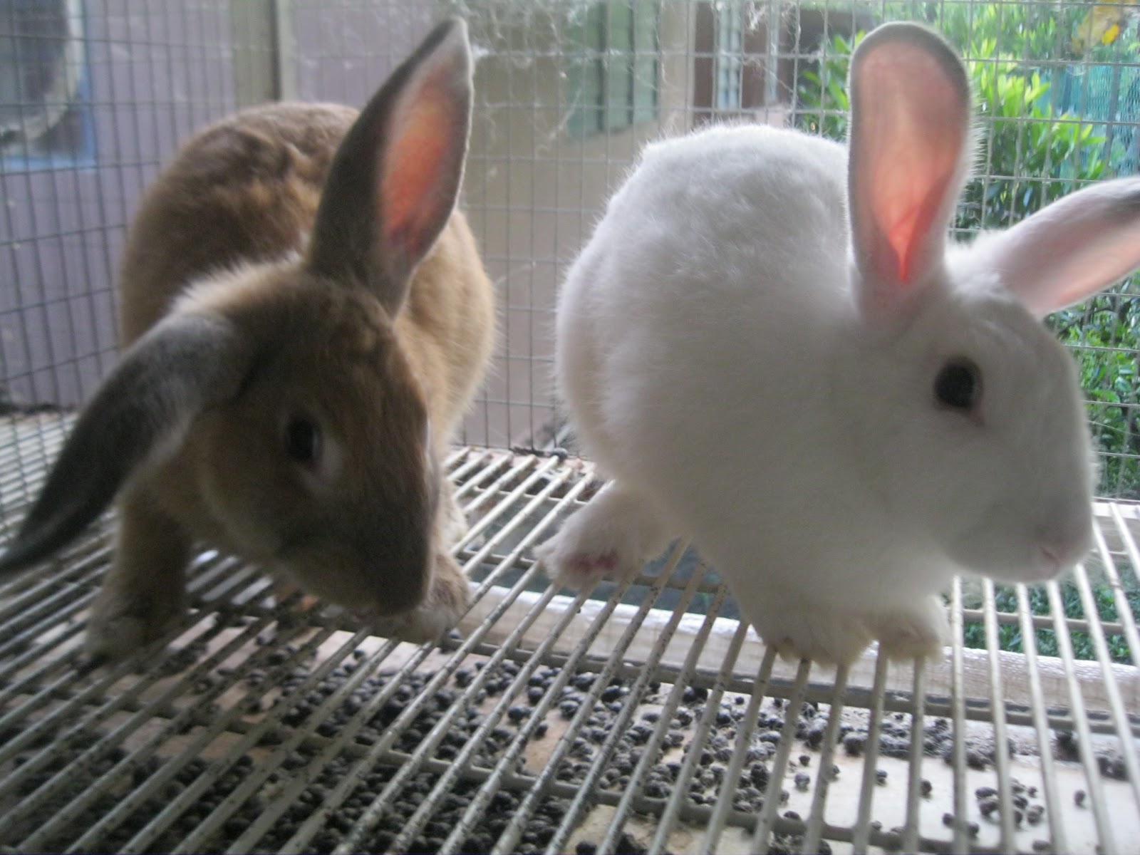 AGRO FARM tm Blog: INFO ARNAB