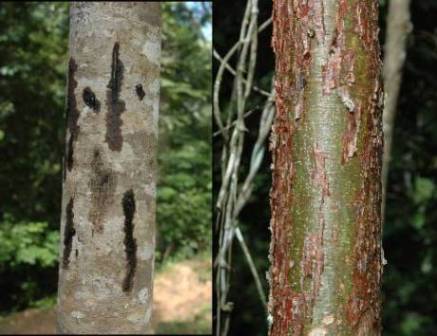 PLANT SUMMER SKIN IRRITANTS & HOW TO CURE THEM!