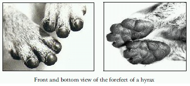 AUSTRALIAN FANTASY ADVENTURES