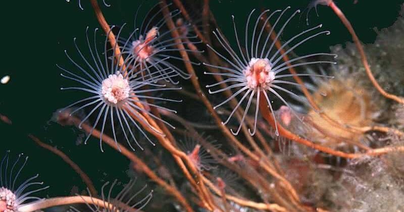 Real Monstrosities: Oaten Pipe Hydroid