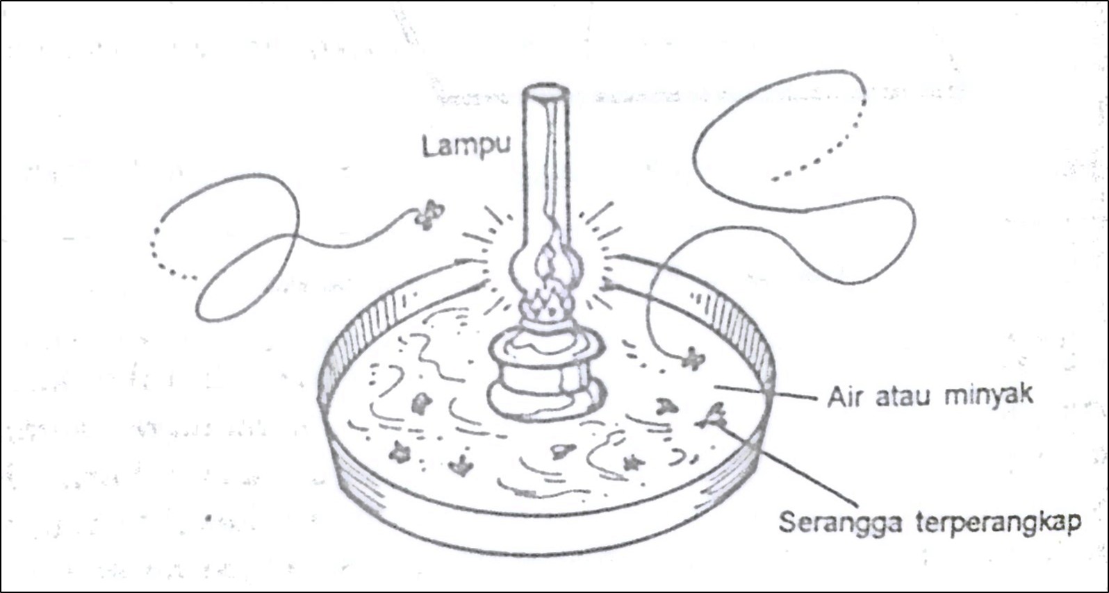 Jenis - Jenis Perangkap Hama Serangga