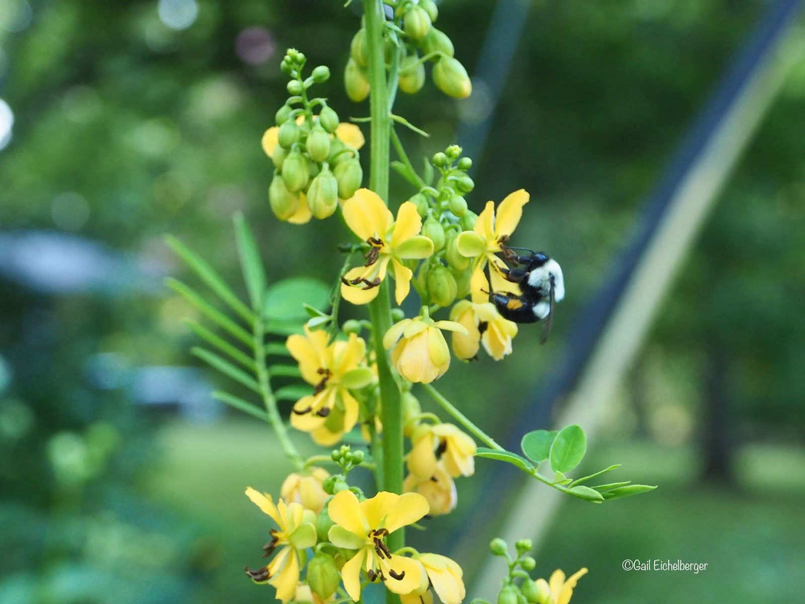 Winter Wild Senna Plant