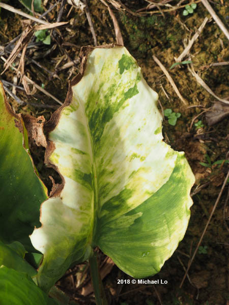 The rainforests of Borneo & Southeast Asia: Begonia promethea ...