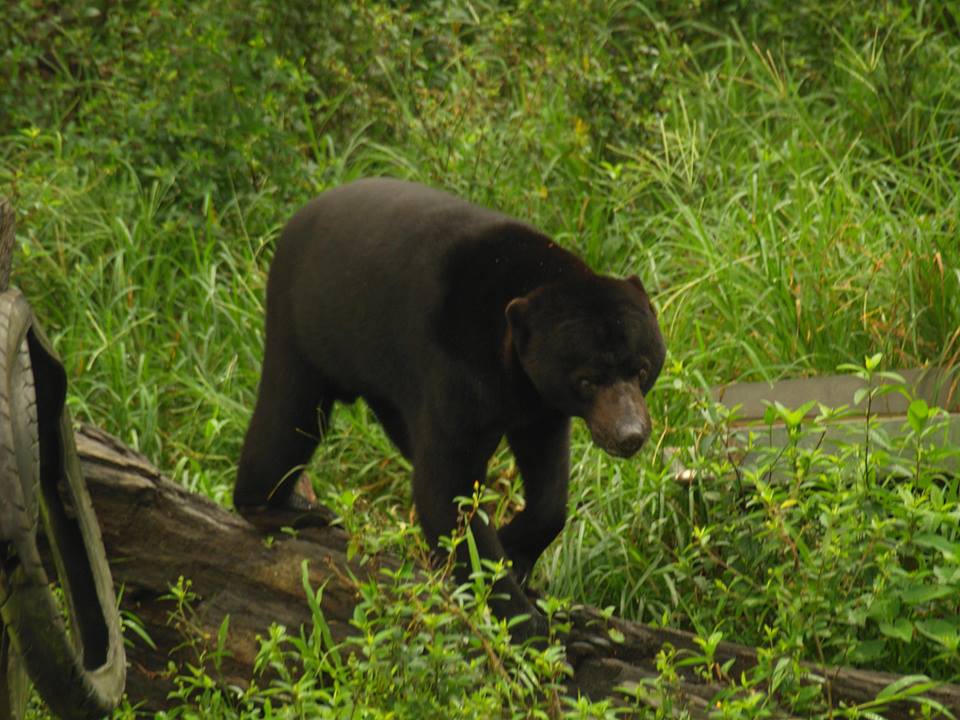 Sun Bear Sanctuary