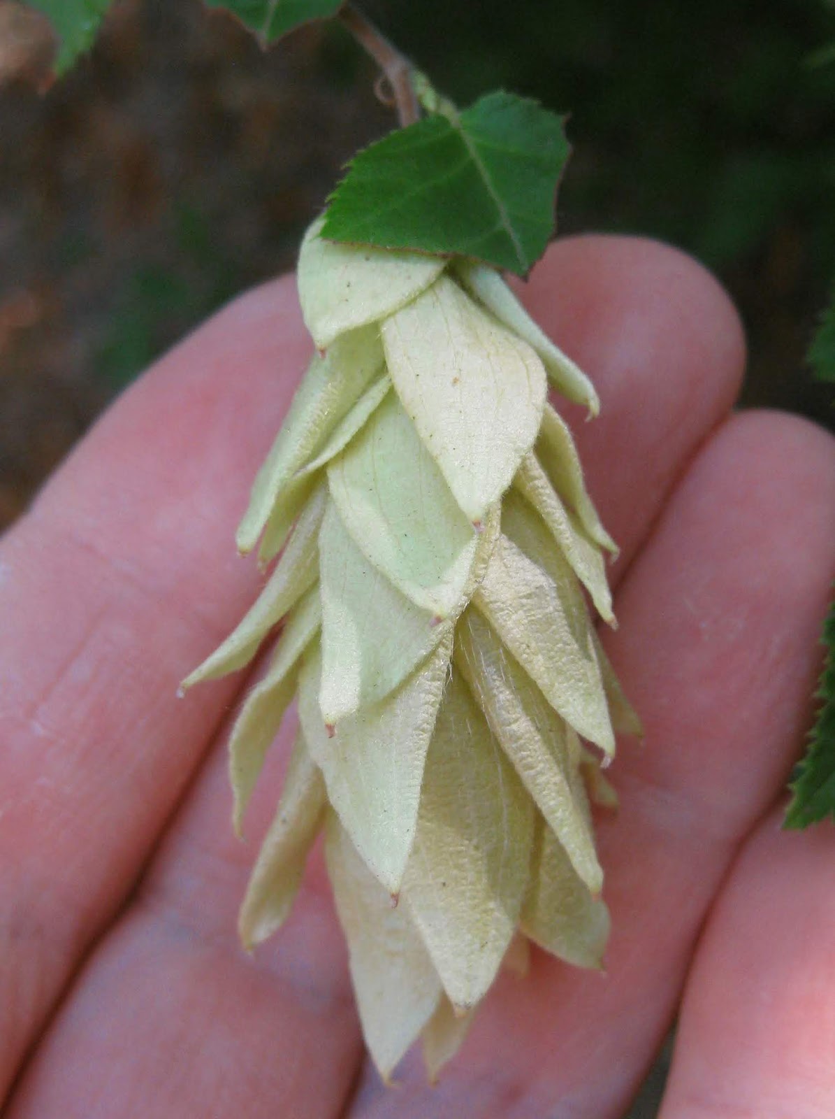 Foraging Texas: Hop Hornbeam